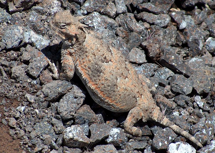 Meadview RV Park & Cozy Cabins, Cabins 28063, Meadview, United States ...