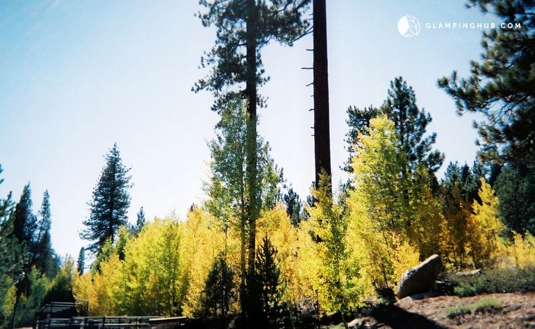 Secluded Cabin in Ponderosa, California